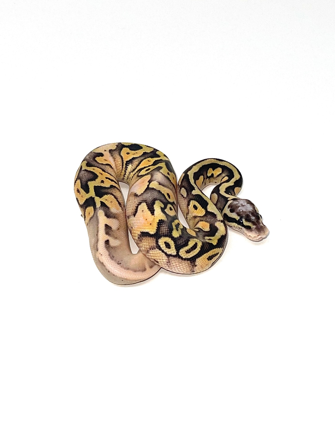 Super Pastel Calico Ball Python by Bentley’s Snake House - MorphMarket