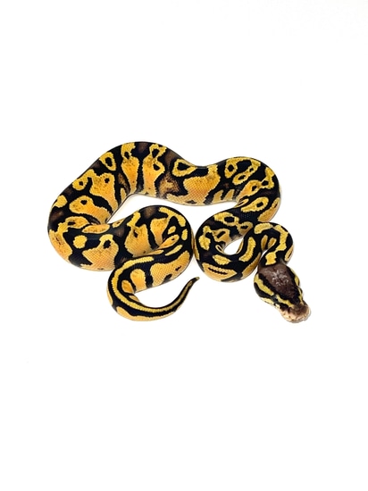Pastel Vanilla Ball Python by Bentley’s Snake House