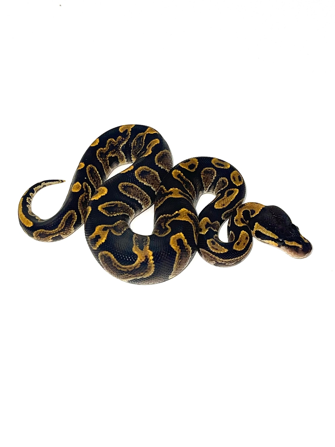 GHI 100% Het Ghost Ball Python by Bentley’s Snake House - MorphMarket