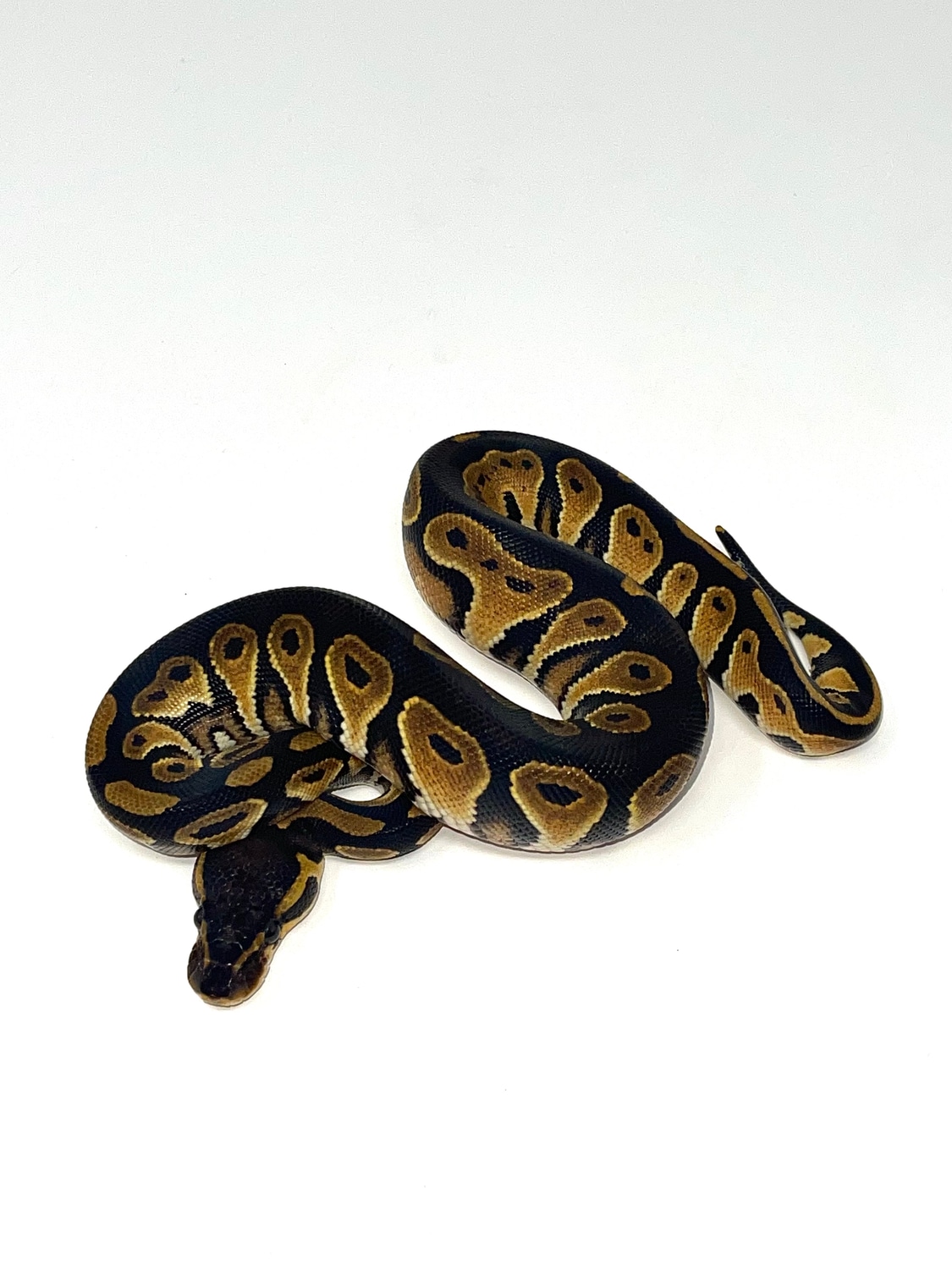 Blackhead 100% Het Clown Ball Python by Bentley’s Snake House - MorphMarket