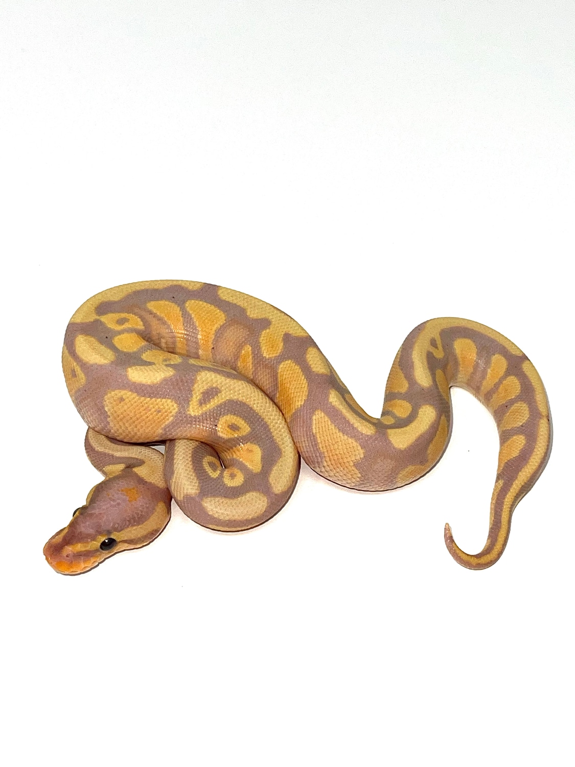Banana Yellow Belly 100% Het Clown Ball Python by Bentley’s Snake House ...