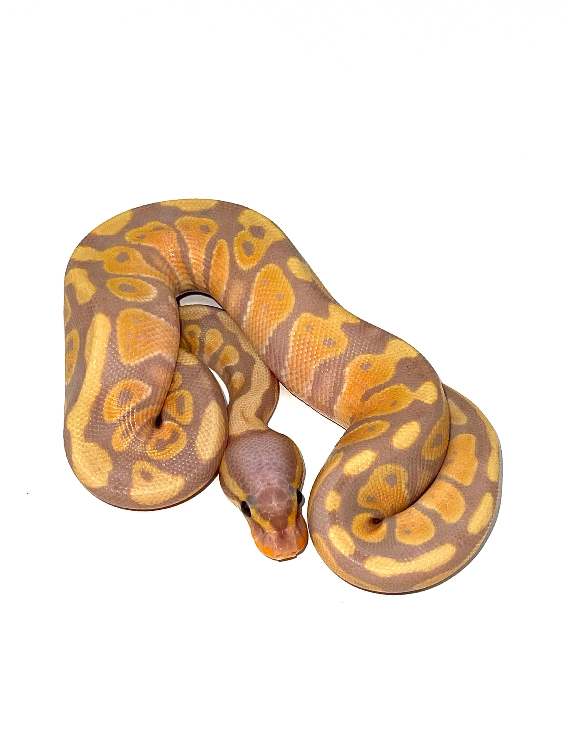 Banana 100% Het Clown Ball Python by Bentley’s Snake House - MorphMarket