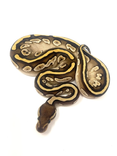 Lesser Mahogany 100% Het Clown Ball Python by Bentley’s Snake House