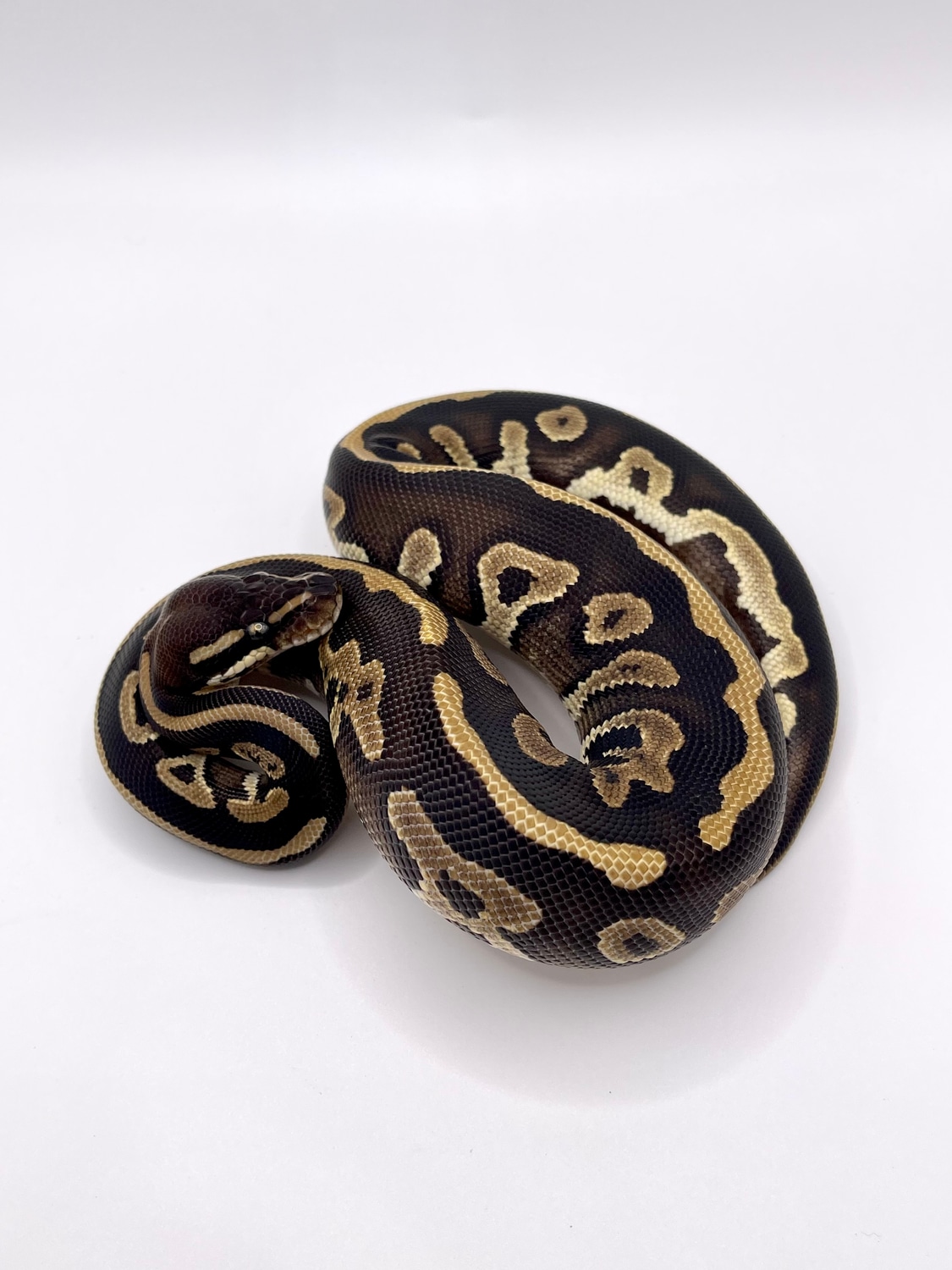 Leopard Mojave 100% Het Hypo Ball Python by Bentley’s Snake House ...