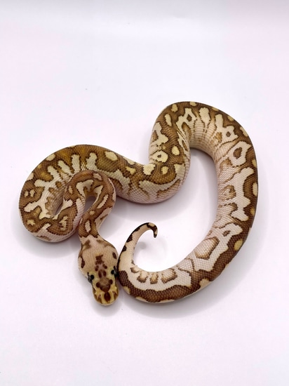 Lesser Spotnose Clown Ball Python by Bentley’s Snake House