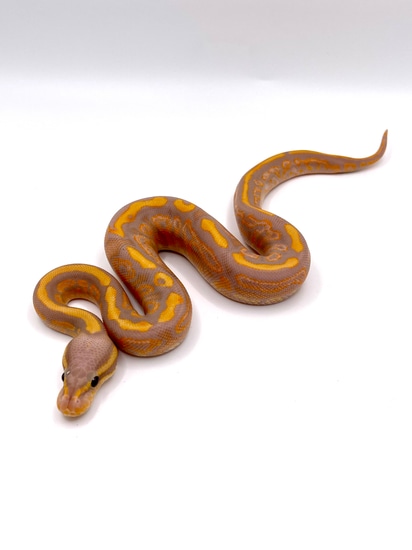 Banana Black Pastel Red Stripe Yellow Belly Ball Python by Bentley’s ...