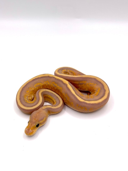Banana Black Pastel Red Stripe Ball Python by Bentley’s Snake House