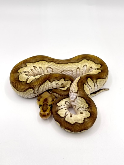 Chocolate Lesser Clown Ball Python by Bentley’s Snake House