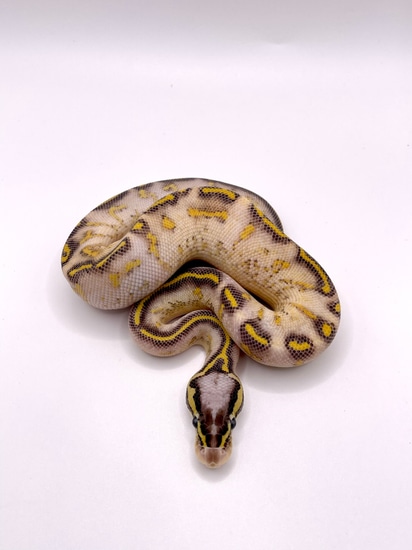 Pastel Highway Ball Python by Bentley’s Snake House