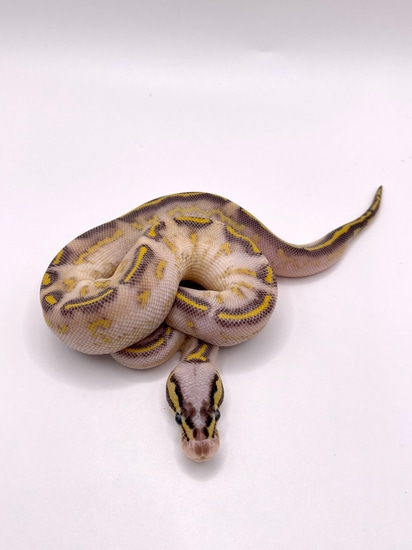 Pastel Highway Ball Python by Bentley’s Snake House