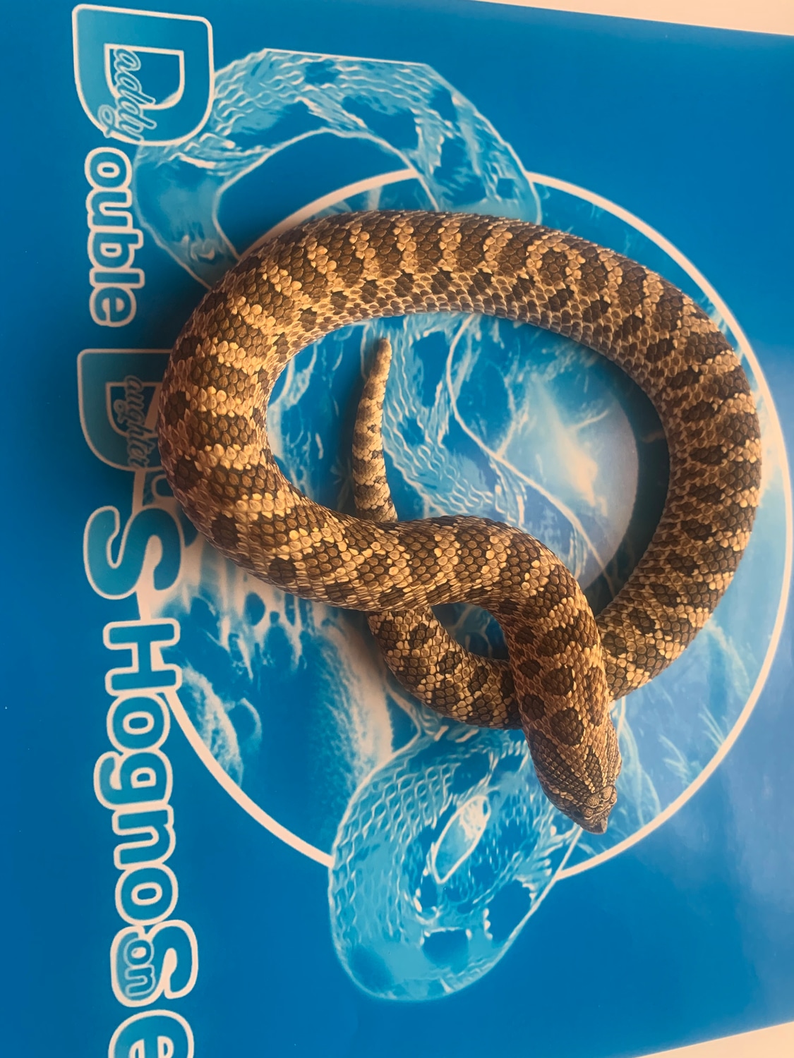 Female Western Hognose by Double D’s hognose - MorphMarket