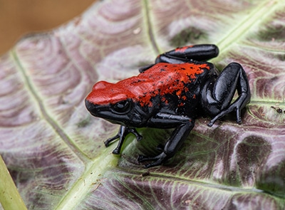Red Form Adelphobates Galactonotus 3 Sub Adults Other Dart Frog by ...