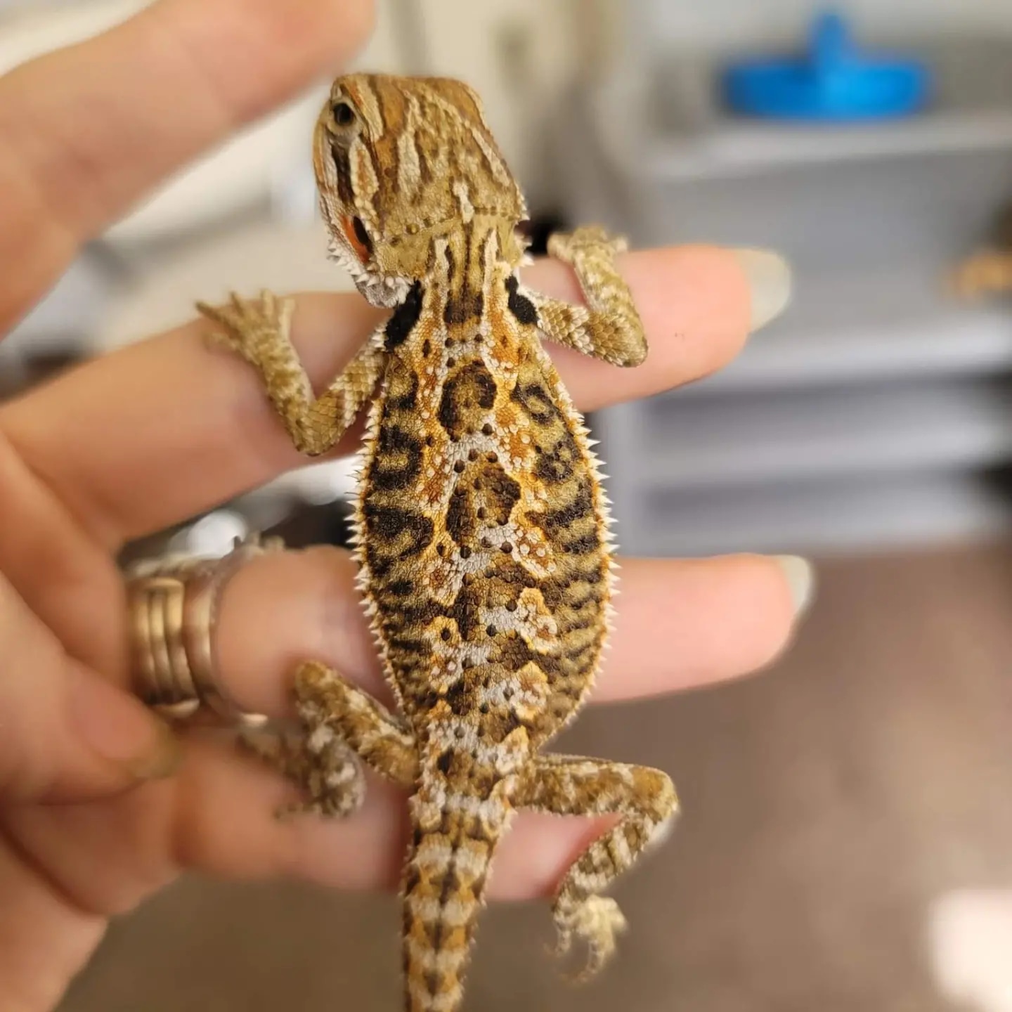 Double 66% Het Hypo Central Bearded Dragon by Bearded Beardie Breeder ...