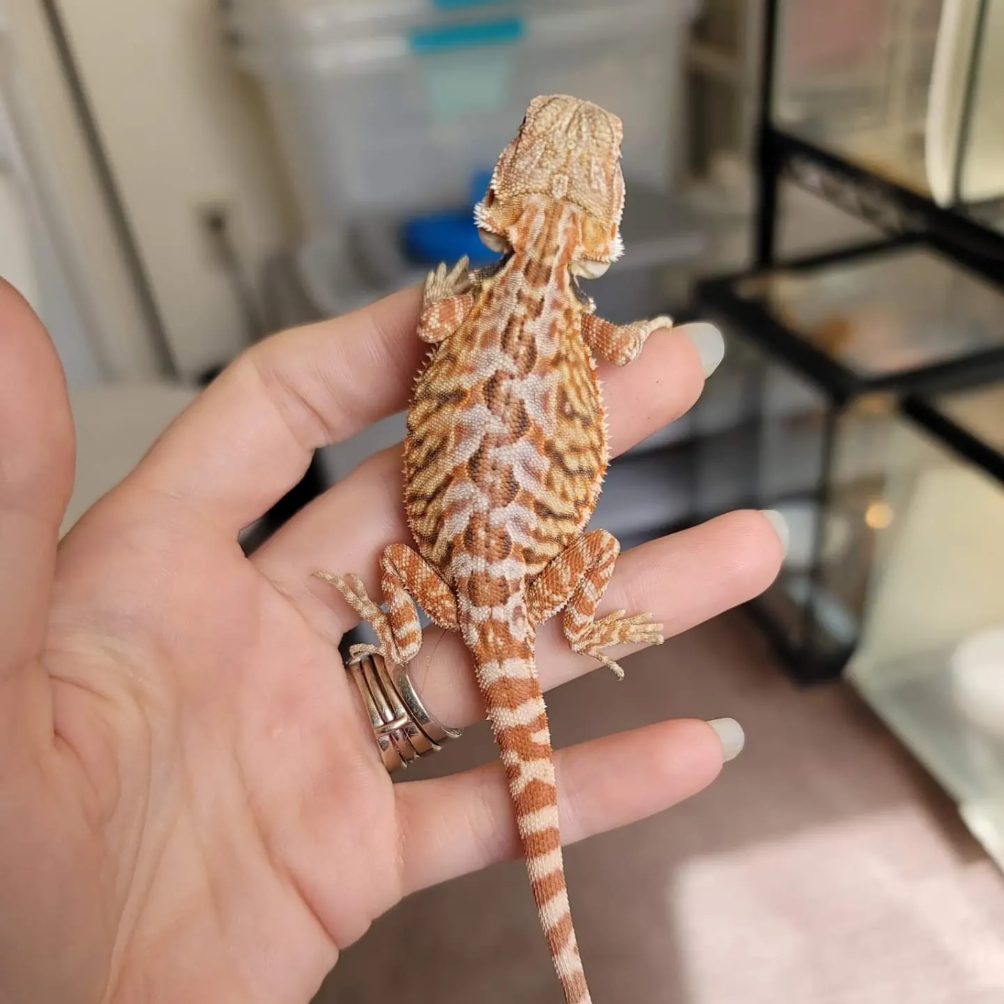 Gorgeous Leather Central Bearded Dragon by Bearded Beardie Breeder ...