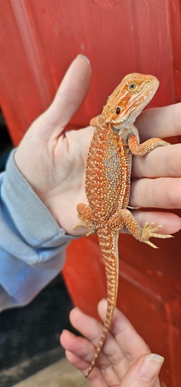 Triple Het Red Dunner Central Bearded Dragon by Bearded Beardie Breeder
