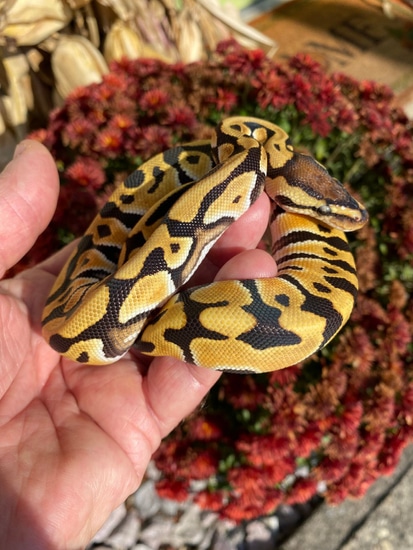 Orange Dream Cinnamon Girl Ball Python by Patriot Pythons