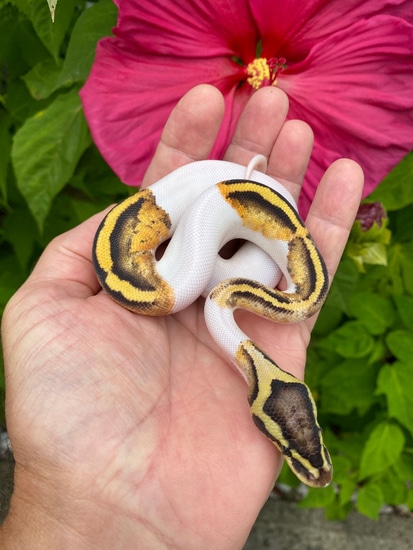 FireFly Pied Boy Ball Python by Patriot Pythons