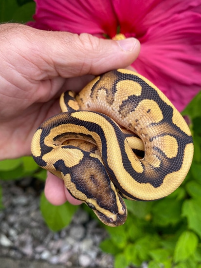 Fire Calico Pos Orange Dream Boy Ball Python by Patriot Pythons