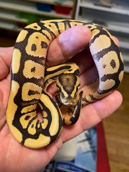 Orange Dream Fire Girl Ball Python by Patriot Pythons