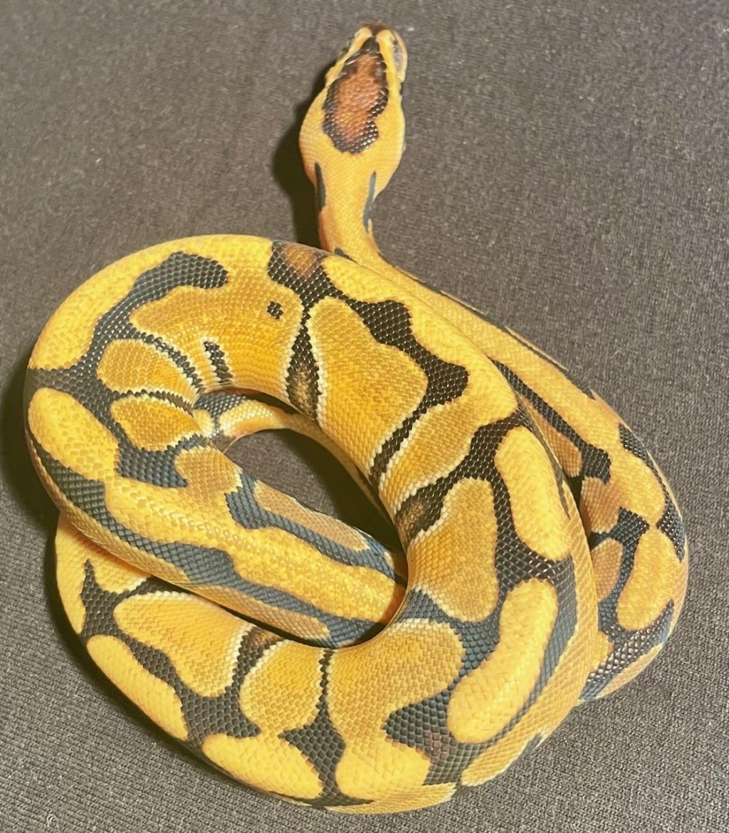 Orange Dream Enchi Girl Ball Python by Patriot Pythons - MorphMarket