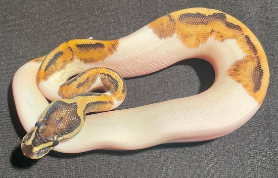 Pastel Pied Girl Ball Python by Patriot Pythons