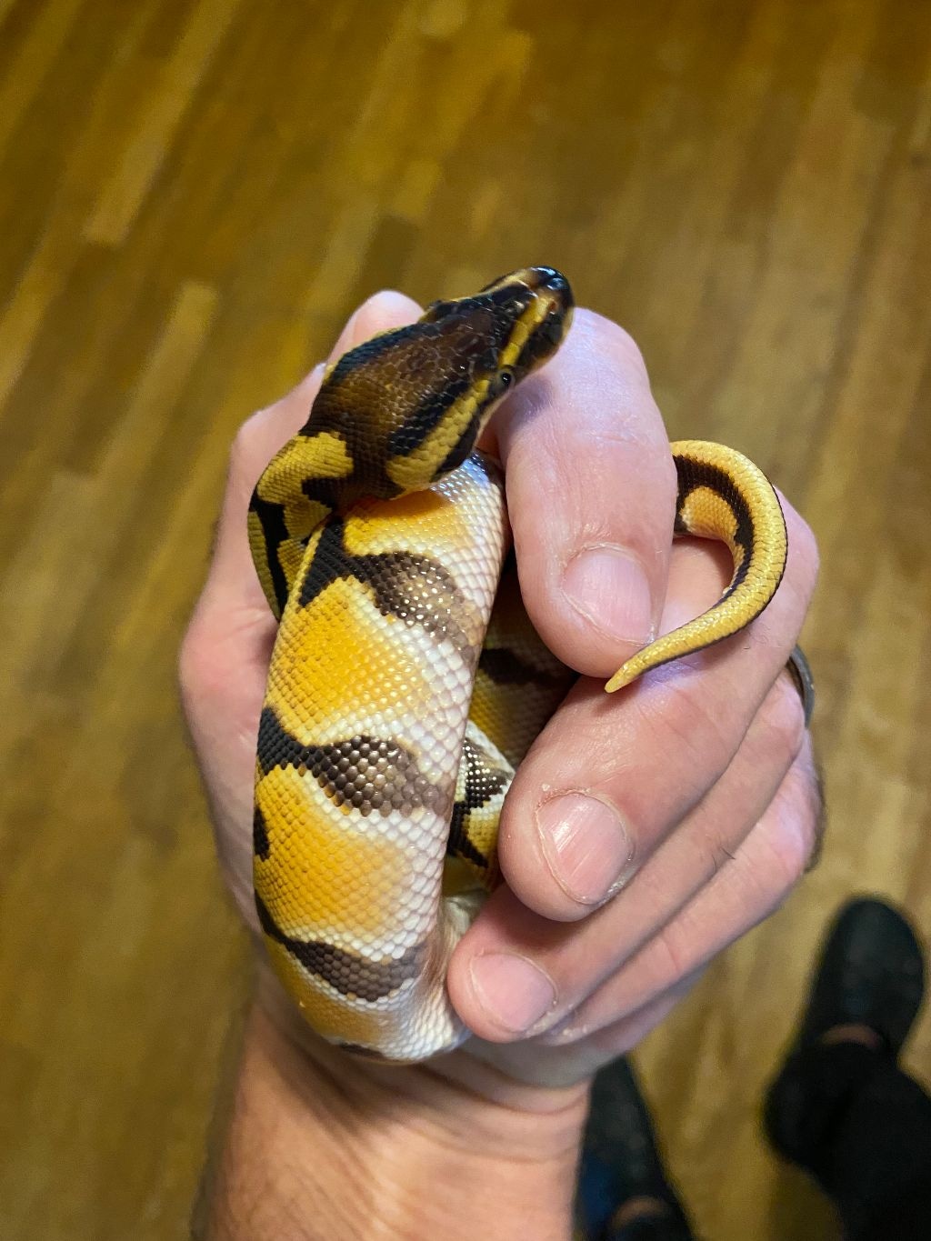 Super Orange Dream Enchi Girl Ball Python by Patriot Pythons - MorphMarket