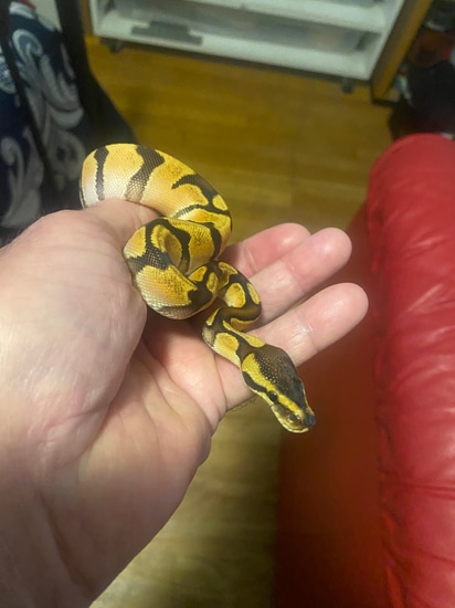 Orange Dream Enchi Calico Boy Ball Python by Patriot Pythons