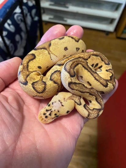 Pastel Clown Boy Ball Python by Patriot Pythons