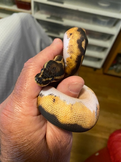 Fire Pied Girl Ball Python by Patriot Pythons