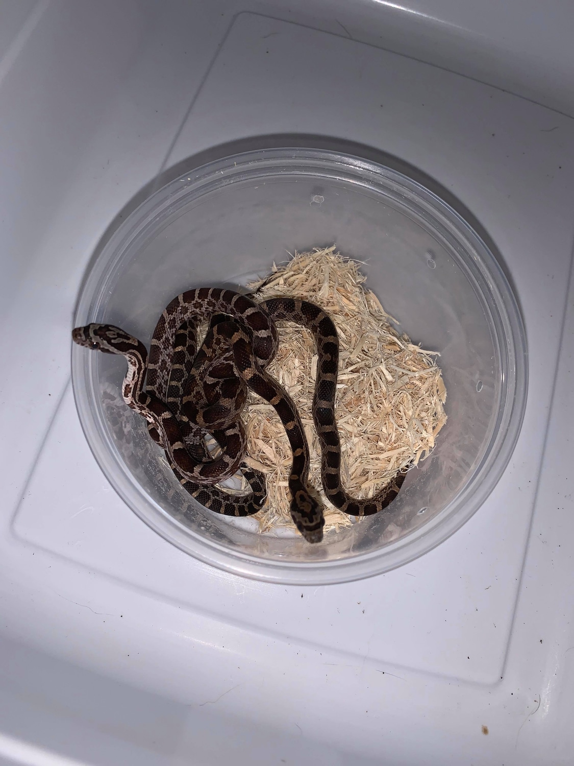 RootBeer Corn Snake by PLS Exotics - MorphMarket