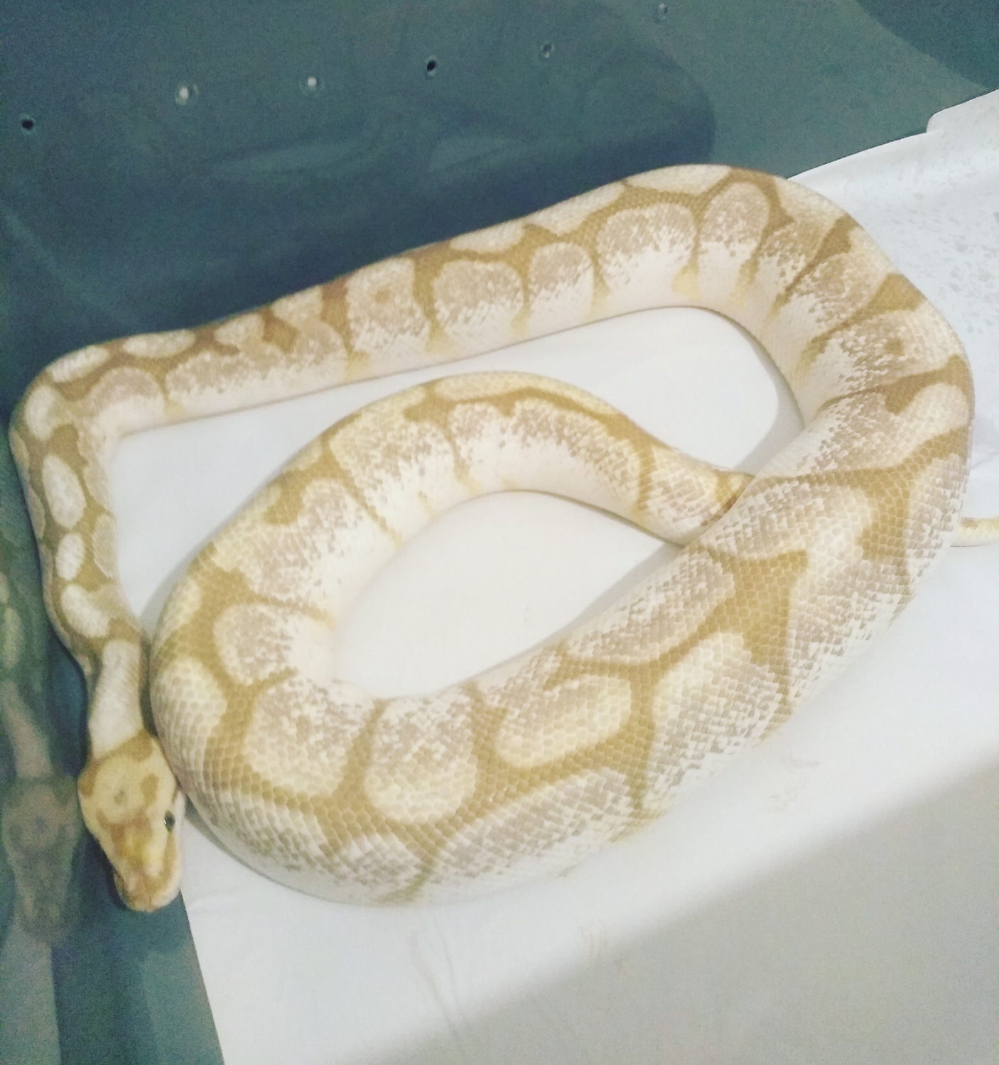 Nuclear Spider Ball Python by Balls r us - MorphMarket