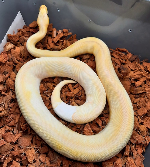 Pastel Coral Glow Champagne 100% Het Hypo Ball Python by Balls r us