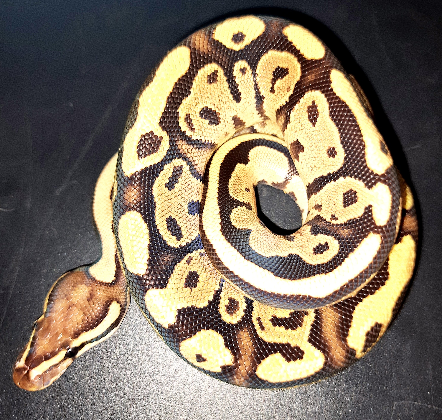 Vanilla Or Fire Yellowbelly Ball Python by Balls r us - MorphMarket