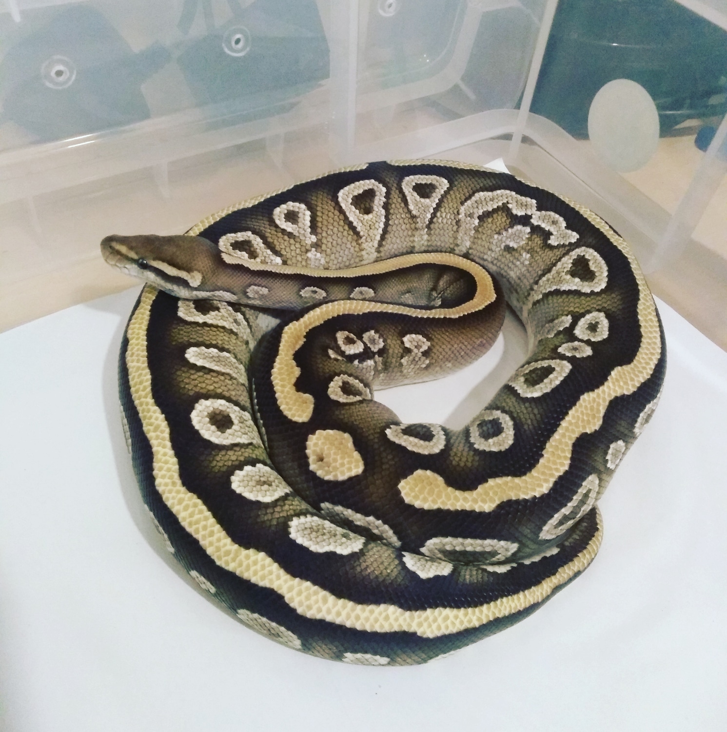 Mojave Ball Python by Balls r us - MorphMarket