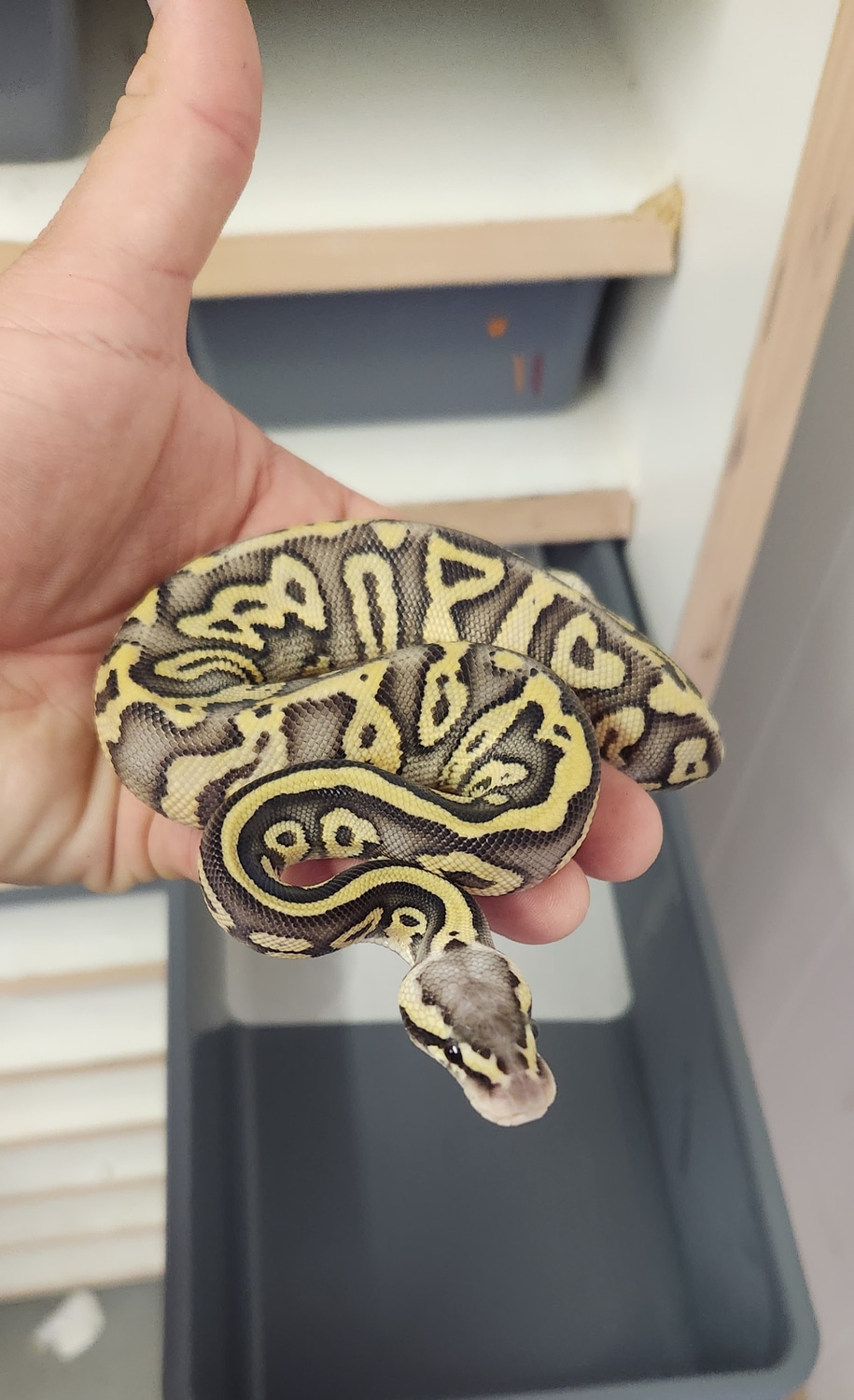 Super Pastel Leopard 100% Double Het Clown/Hypo Ball Python by T.O.P ...