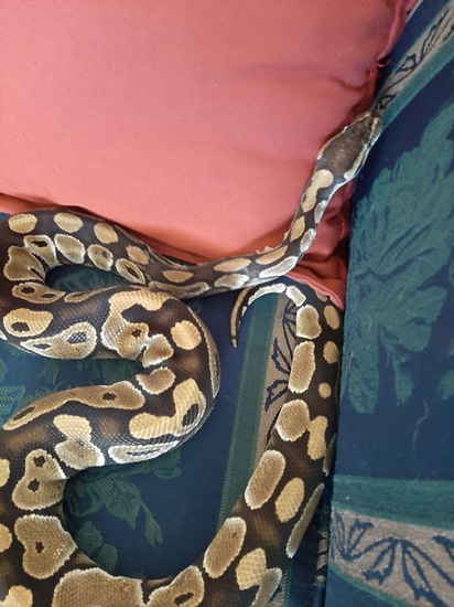 Russo Ball Python by Hudson Exotics