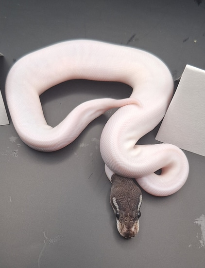 Cinnamon/Pied Ball Python by Hudson Exotics