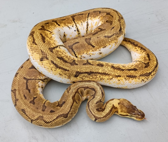 RTB (1612g) Calico Lemonblast 100% Het Hypo Female Ball Python by GAS Reptile