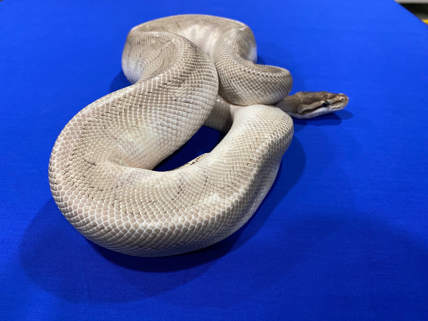 Purple Passion Spider Ball Python by Parrott’s Pythons - MorphMarket