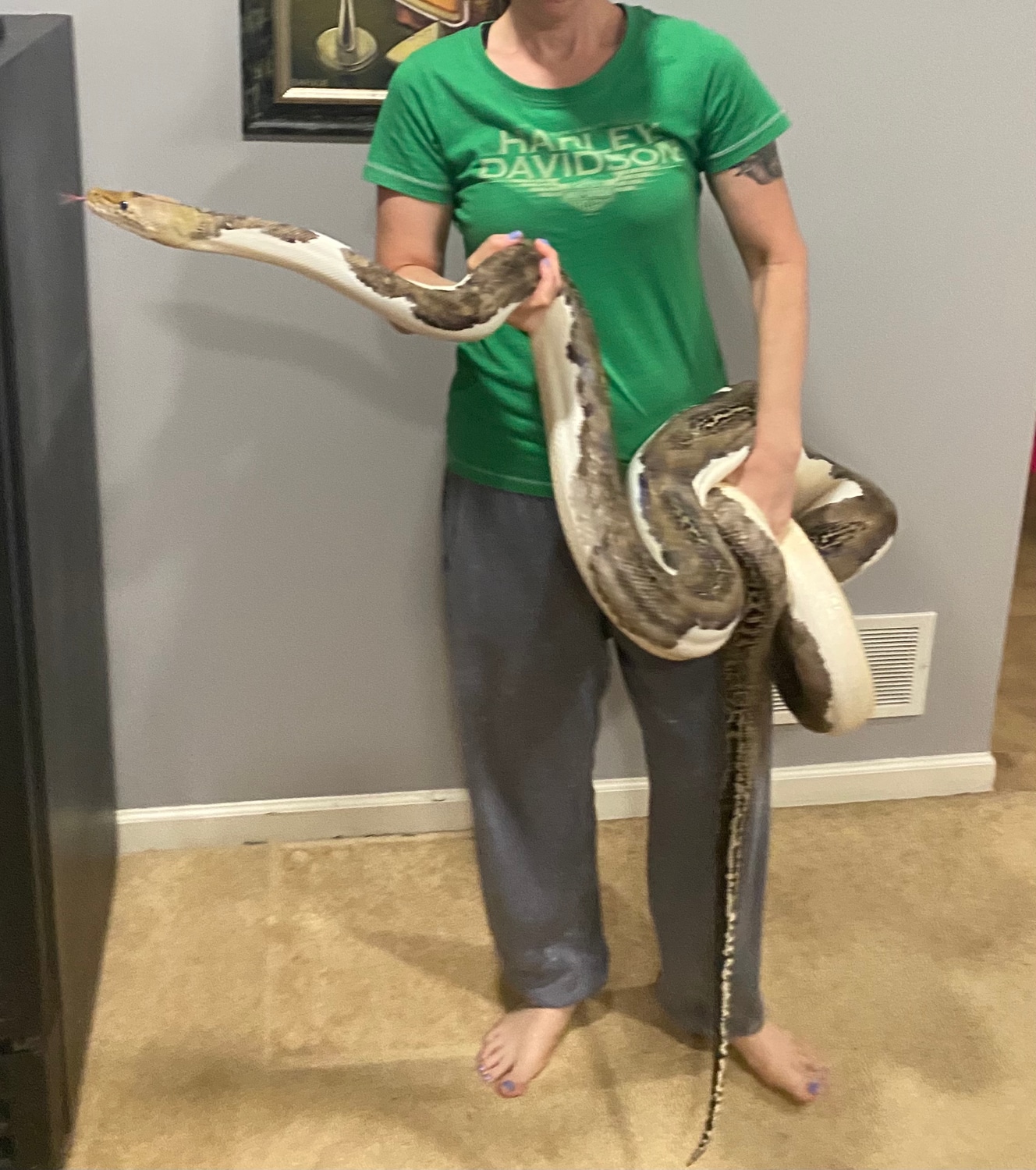 Tiger Pied Reticulated Python by Parrott’s Pythons - MorphMarket