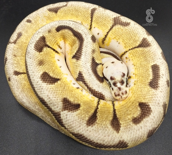 Bumblebee Enchi Het Clown Ball Python by Snake Road Constrictors