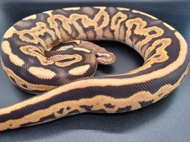 Black Pastel Orange Dream Fire Ball Python by Snake Road Constrictors - MorphMarket