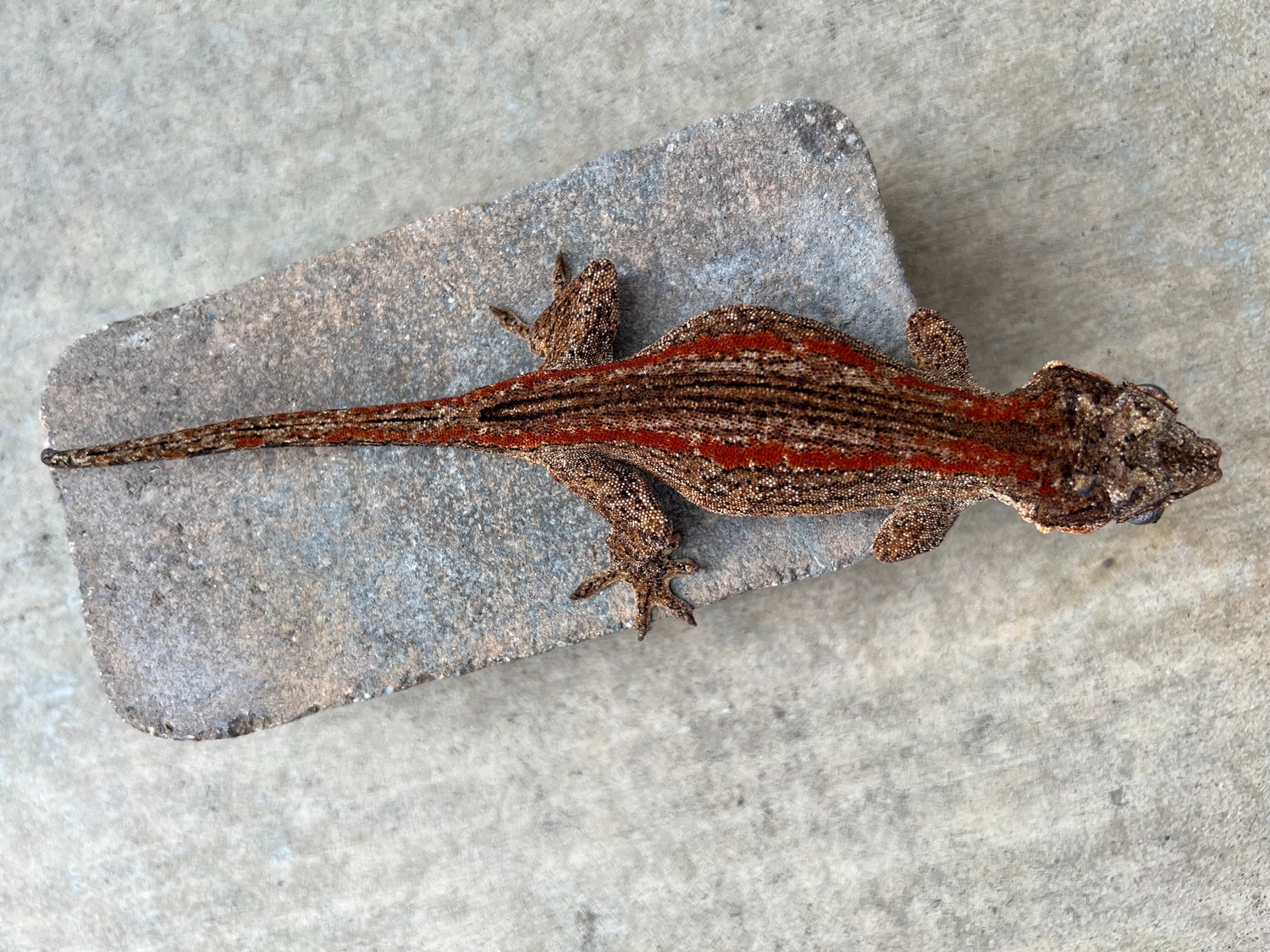 BIG Red Stripe Proven Breeder - 120-day Payment Plan Available ...