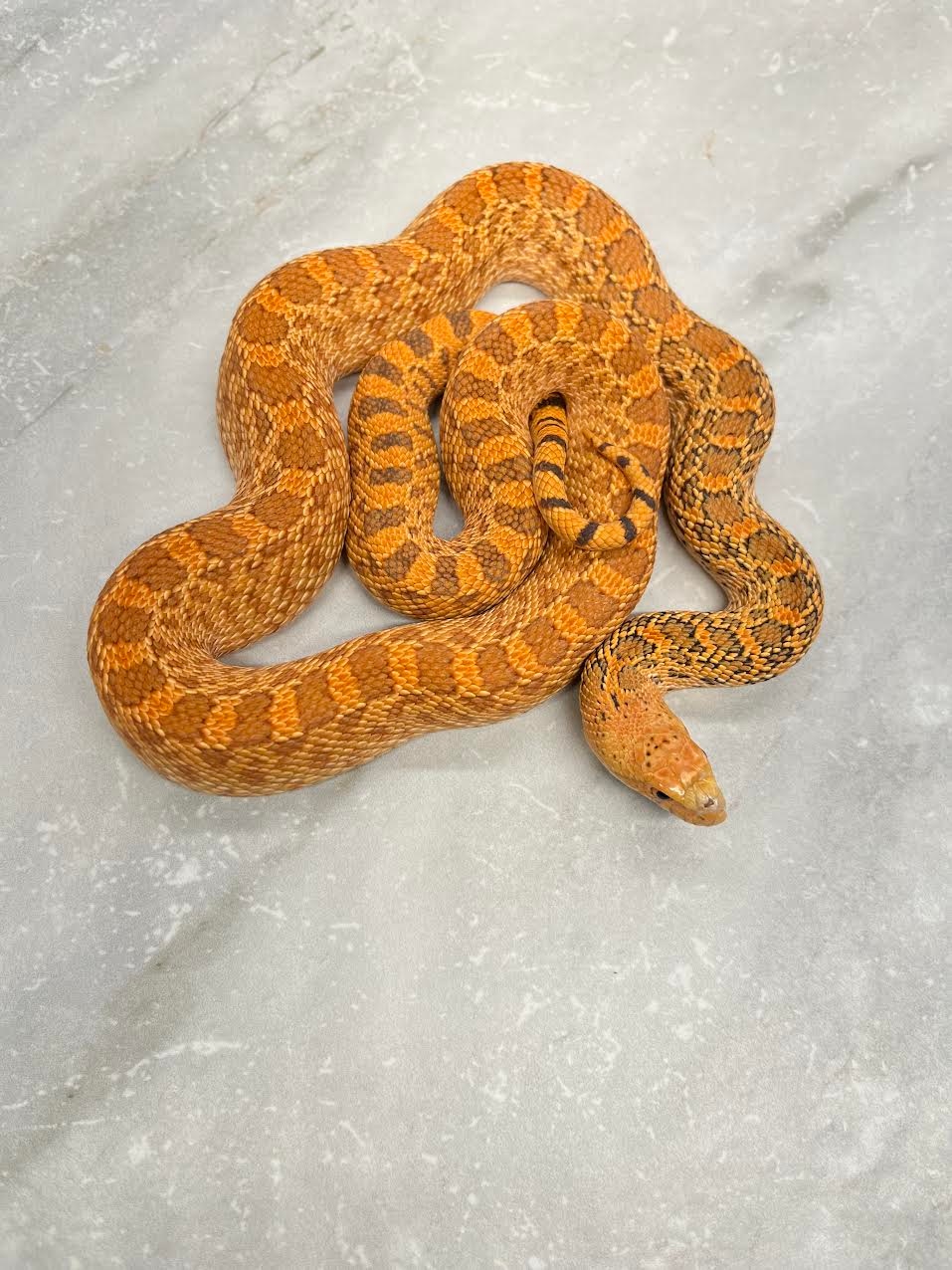 Trumbower Hypo Kingsville Red Bullsnake by Sticky Lizards - MorphMarket
