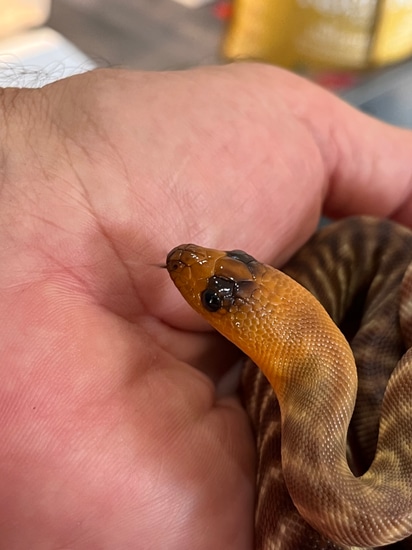 Woma Female Woma Python by Sticky Lizards