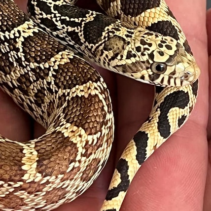 Sticky Lizards - MorphMarket