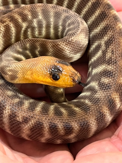 Female Woma 2023 Woma Python by Sticky Lizards