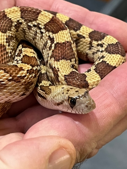 Christmas Mountain Gopher Female Gopher Snake by Sticky Lizards