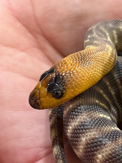 2024 Female Woma Woma Python by Sticky Lizards