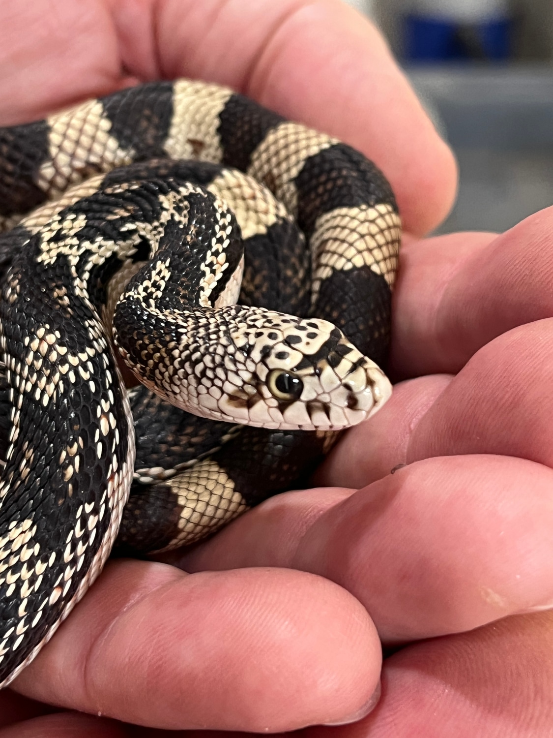 2024 Female Northern Pine Snake
